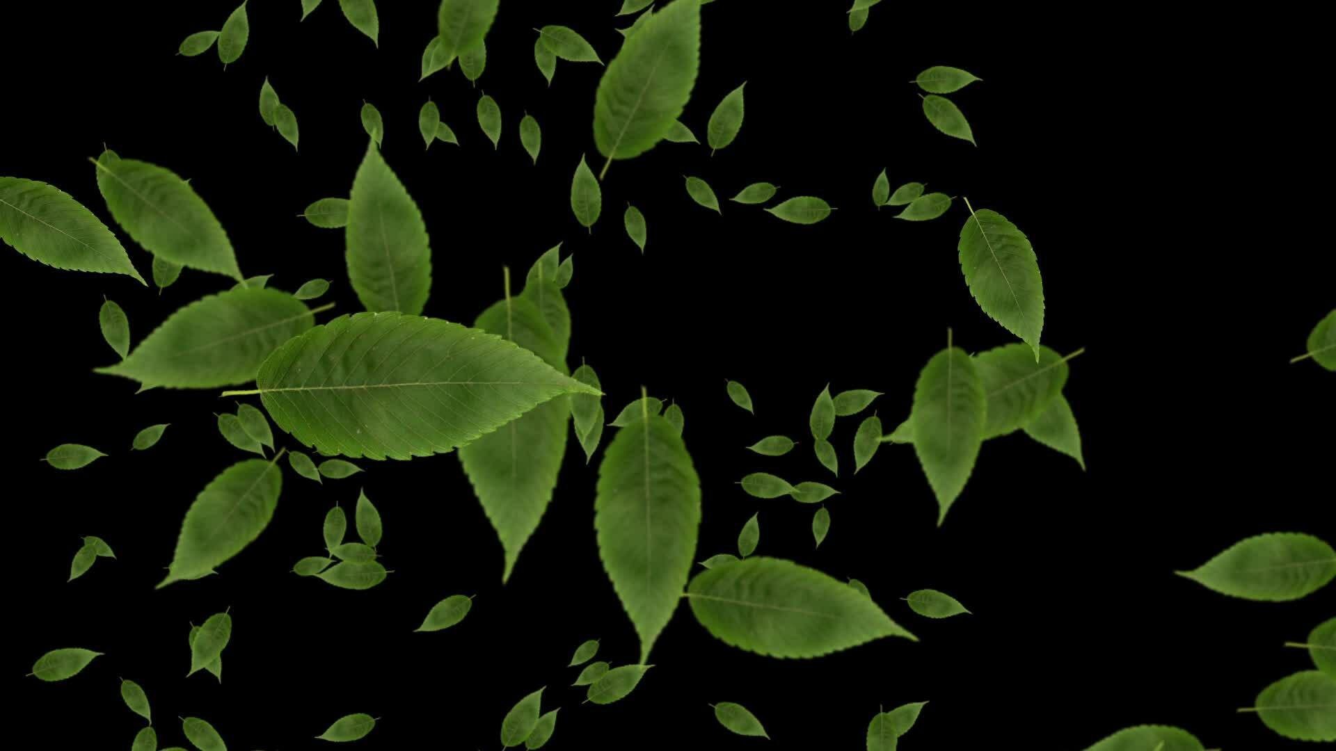 Green leaves particle 28763103 Stock Video at Vecteezy