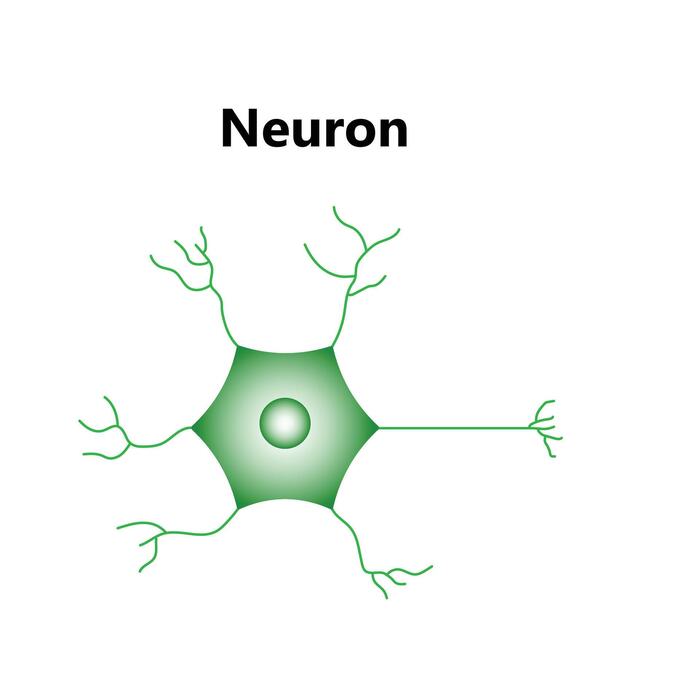 Sensory Neuron Vector Art, Icons, and Graphics for Free Download