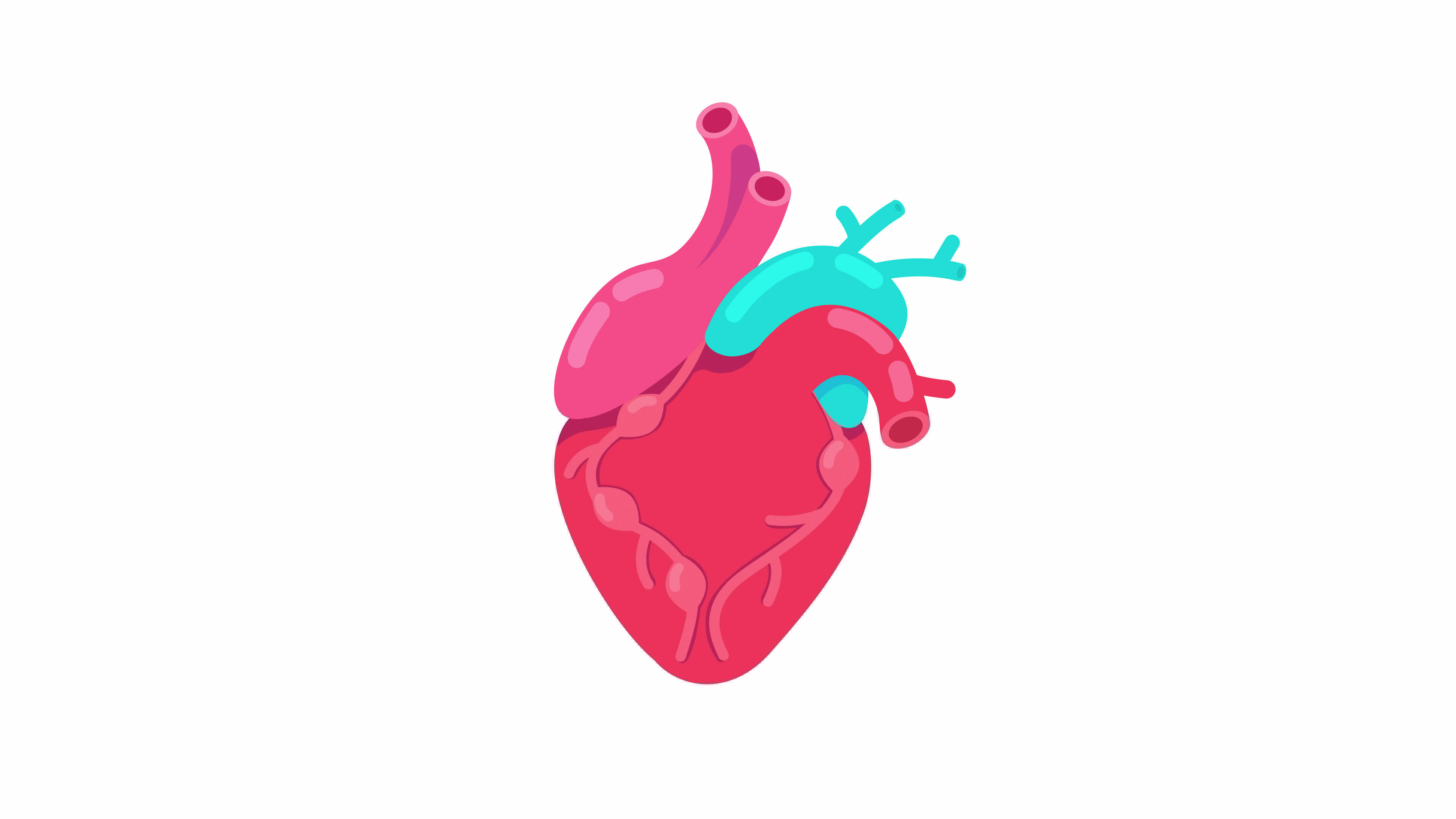 Human Heart Animation Human Heart Animation