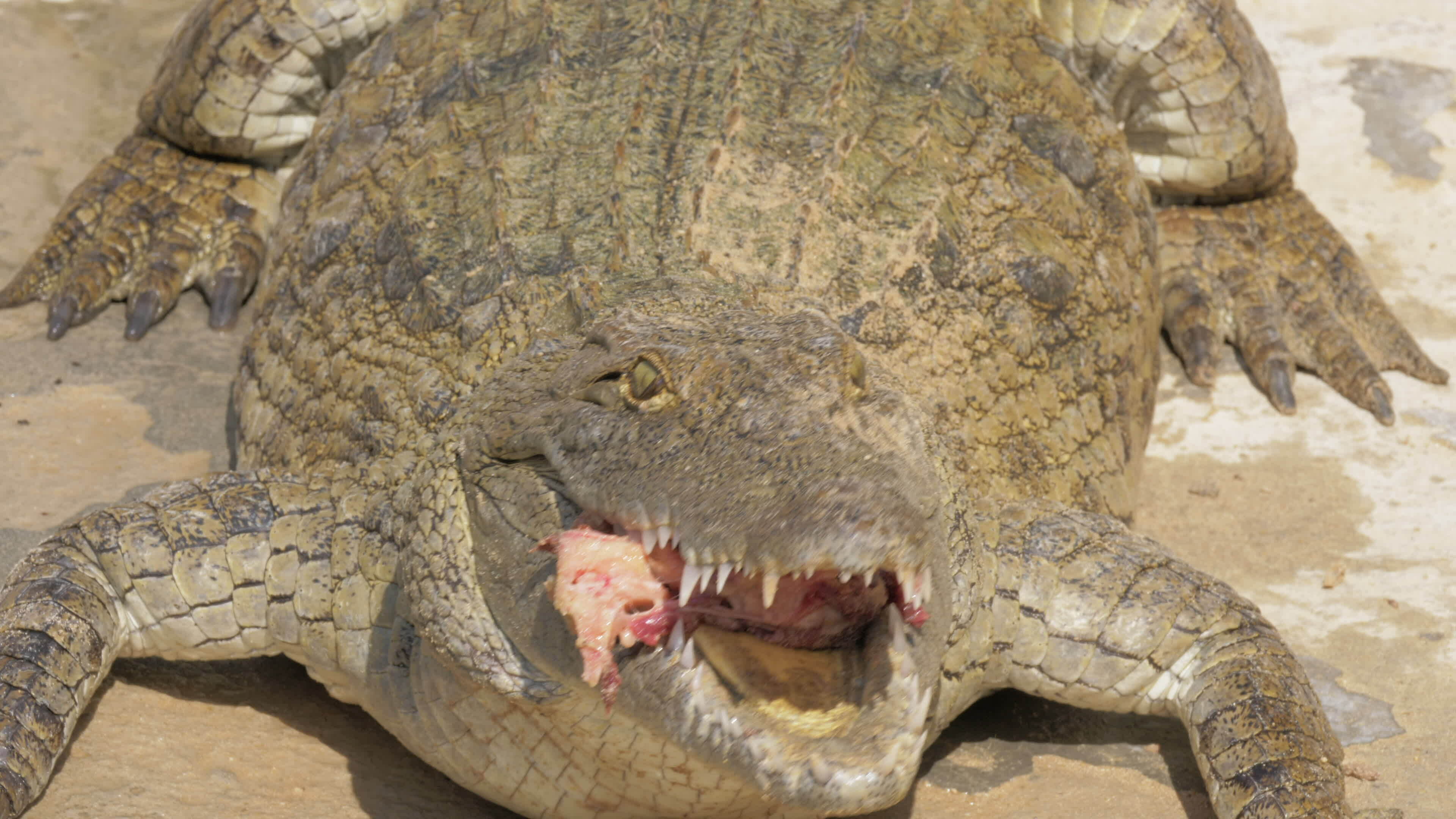 Crocodile Eating Stock Video Footage for Free Download