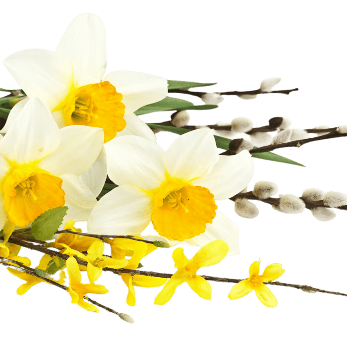 Spring Season Flowers Transparent Background PNGs for Free Download