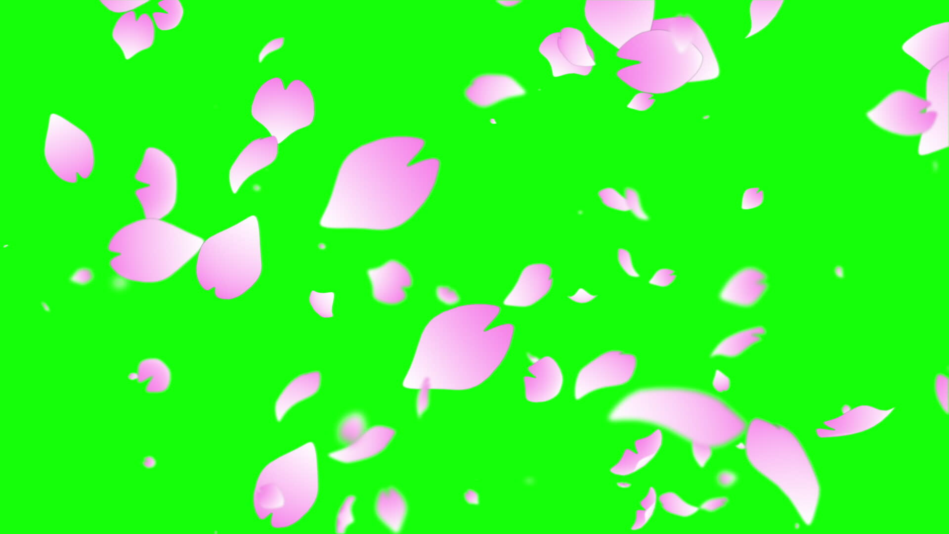 Sakura leaf particle 29890500 Stock Video at Vecteezy Sakura leaf particle 29890500 Stock Video at Vecteezy