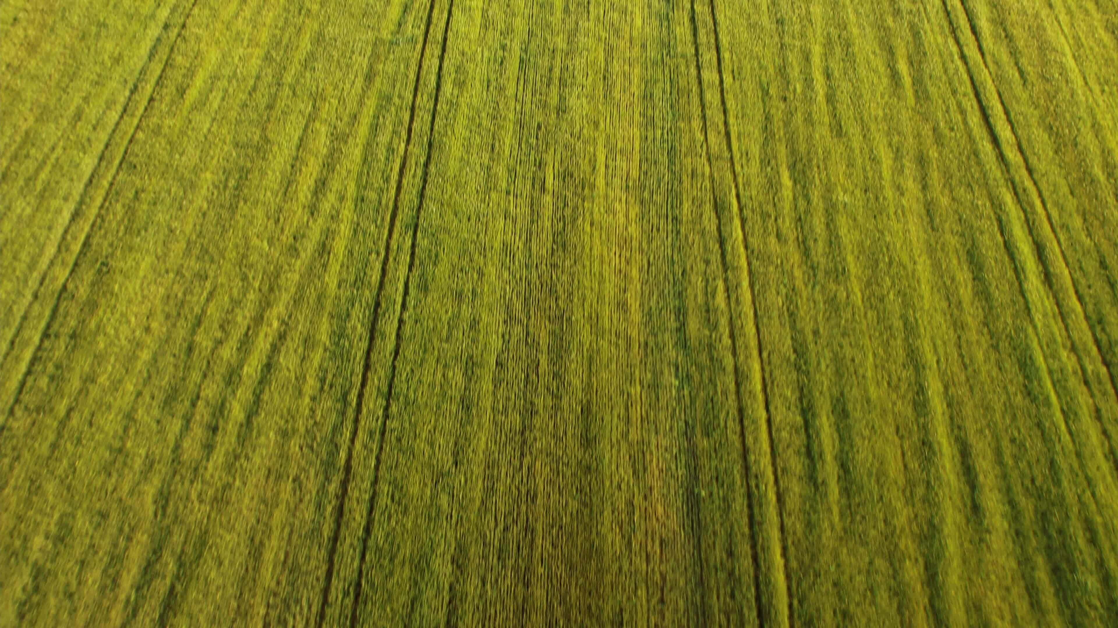 Aéreo Disparo De Verde Haba De Soja Campo A Agrícola Granja Hermoso Naturaleza Paisaje 4k