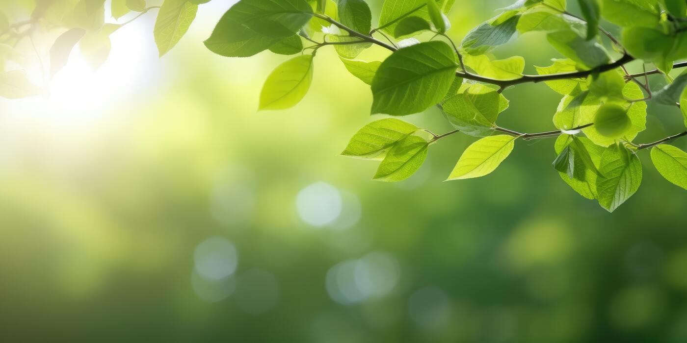 Green Certificate Stock Photos, Images and Backgrounds for Free Download