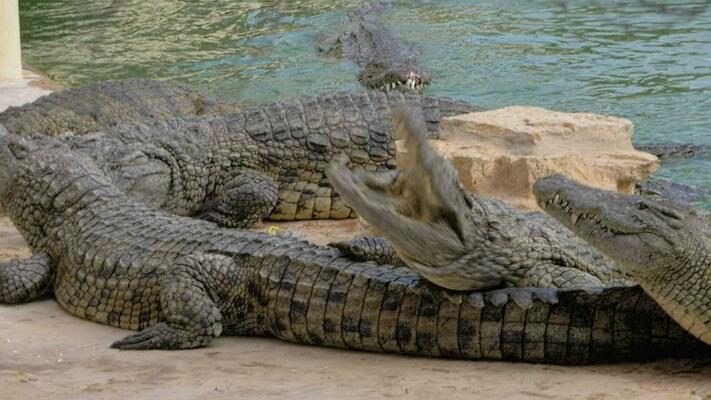 Food Stock Video Footage for Free Download