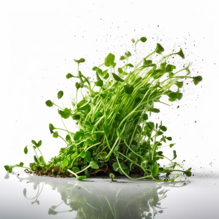 Clover Sprouts Stock Photos, Images and Backgrounds for Free Download