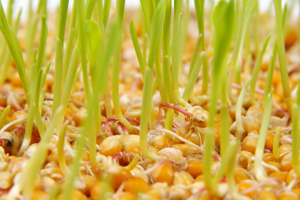 Wheat Sprout Stock Photos, Images and Backgrounds for Free Download