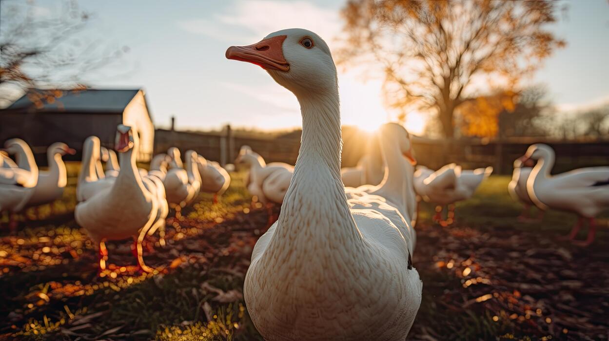 Goose Mascot Stock Photos, Images and Backgrounds for Free Download