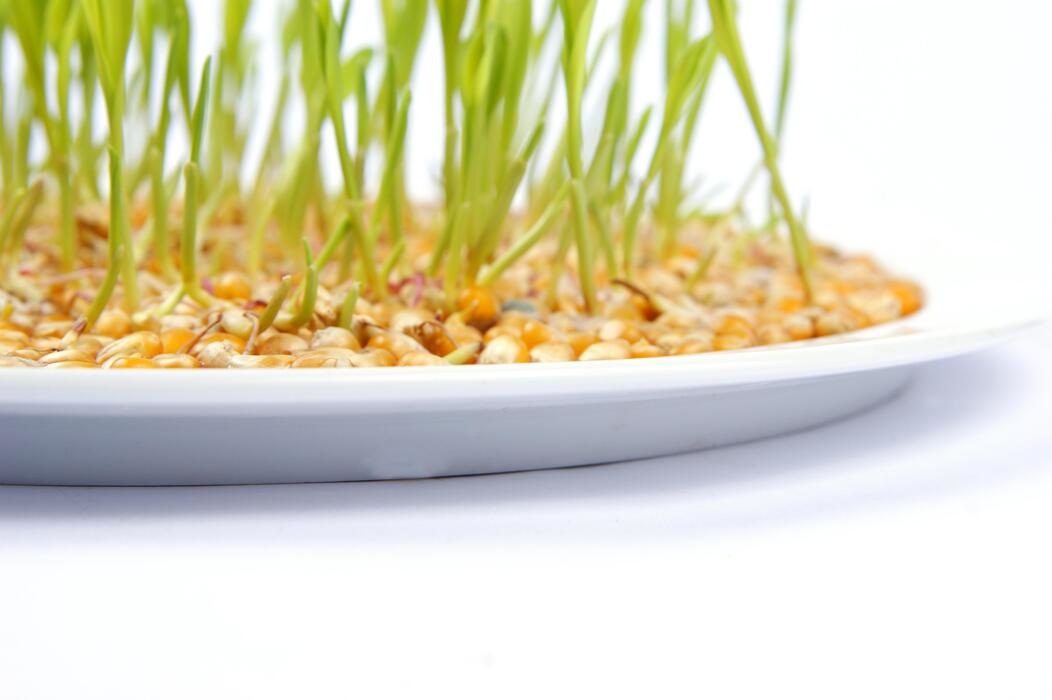 Wheat Sprout Stock Photos, Images and Backgrounds for Free Download