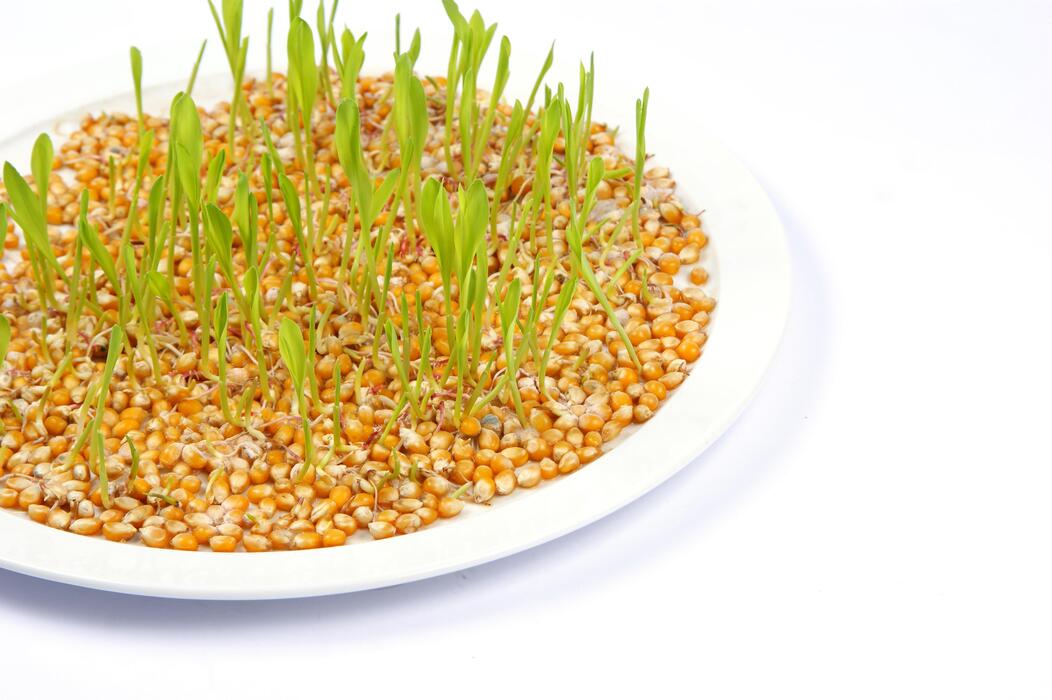 Wheat Sprout Stock Photos, Images and Backgrounds for Free Download