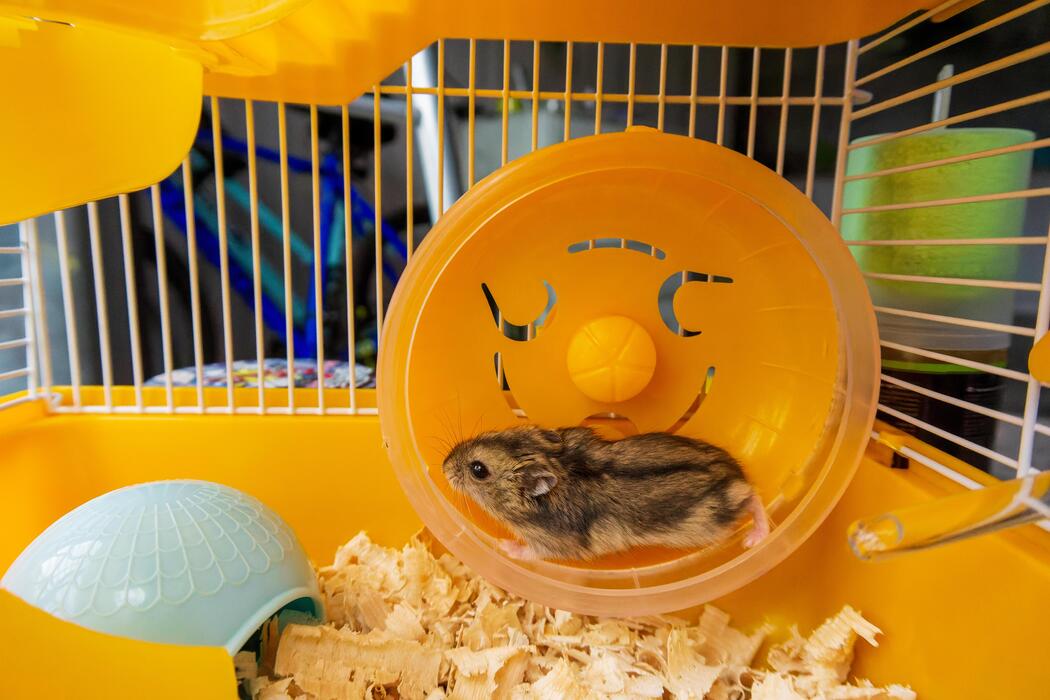 Hamster Running Stock Photos, Images and Backgrounds for Free Download