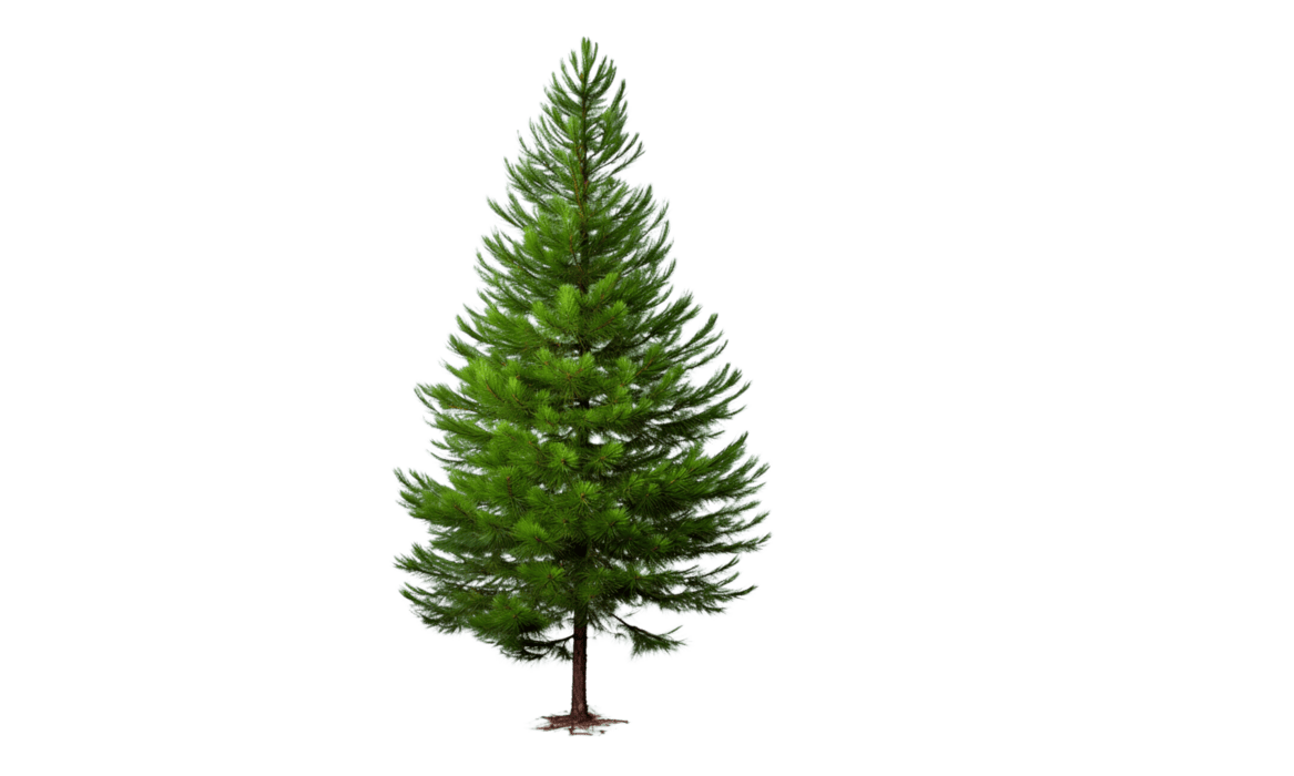 Pine Tree Transparent PNGs for Free Download