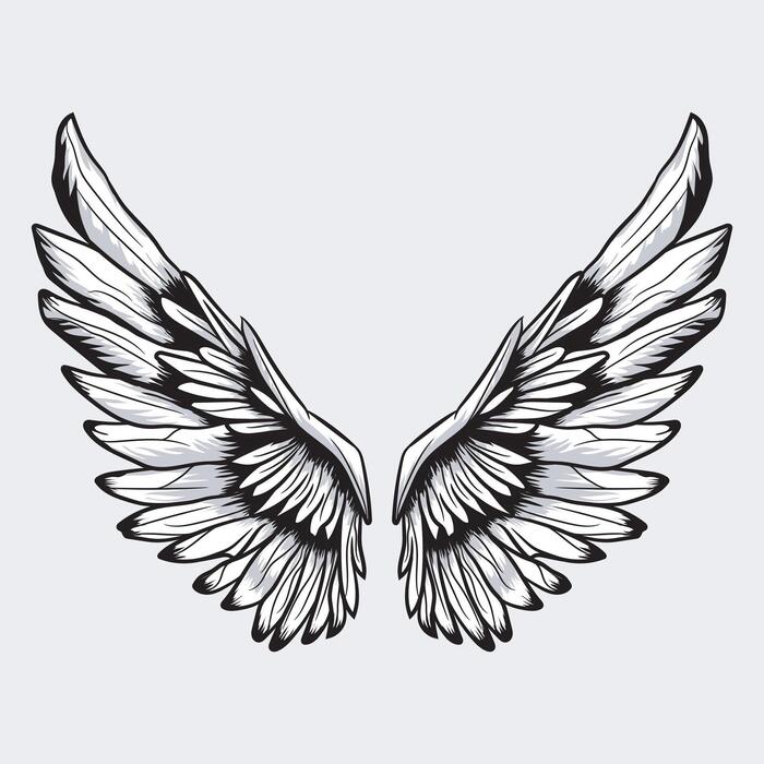 Alas Dibujo Vectores, Iconos, Gráficos y Fondos para Descargar Gratis