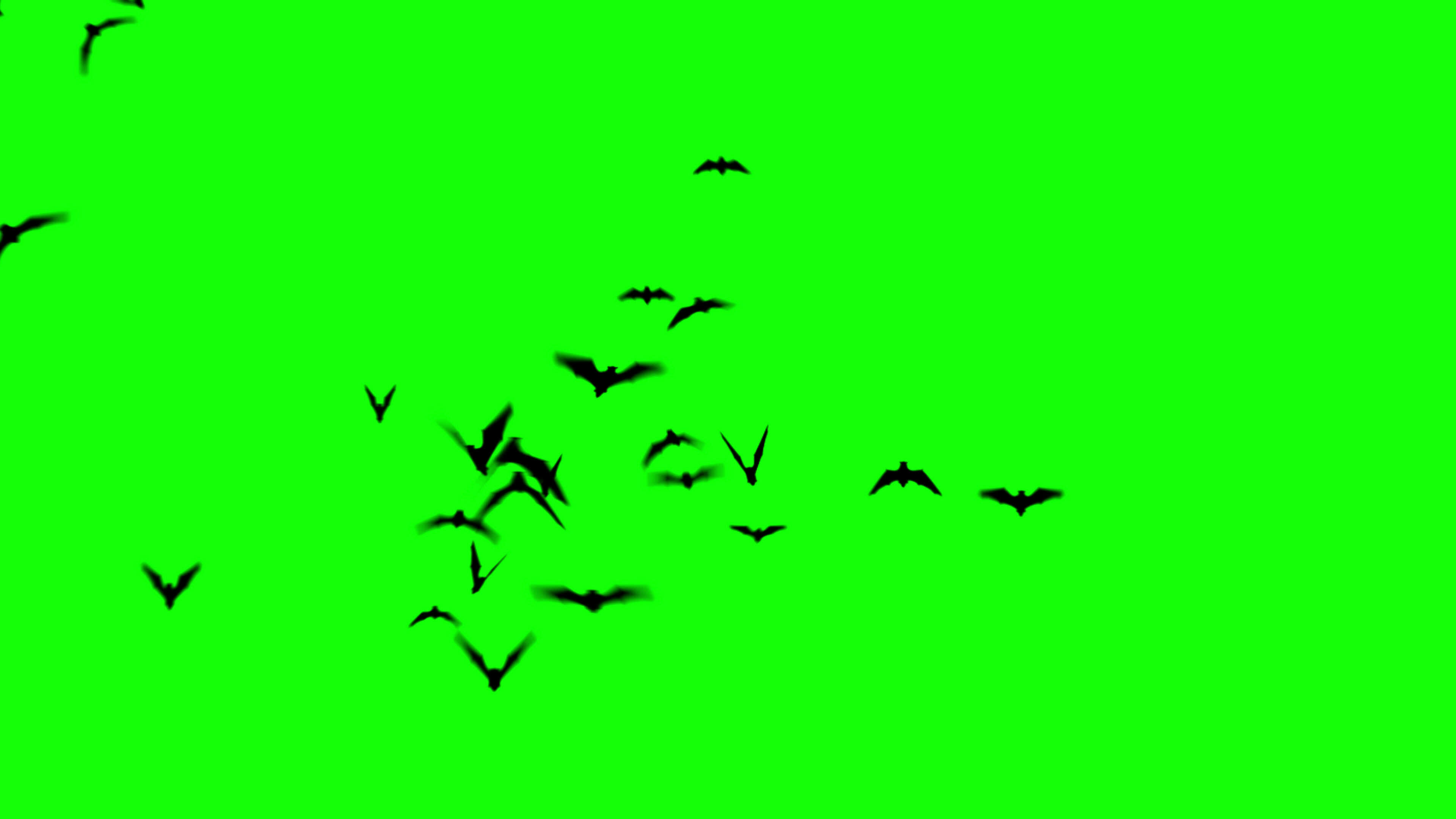 halloween bat flying loop motion graphics video transparent background ... halloween bat flying loop motion graphics video transparent background ...
