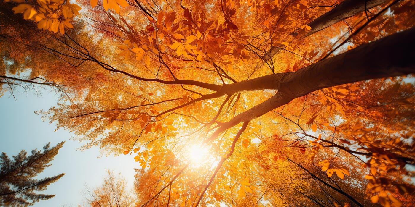 Fall Trees Stock Photos, Images and Backgrounds for Free Download