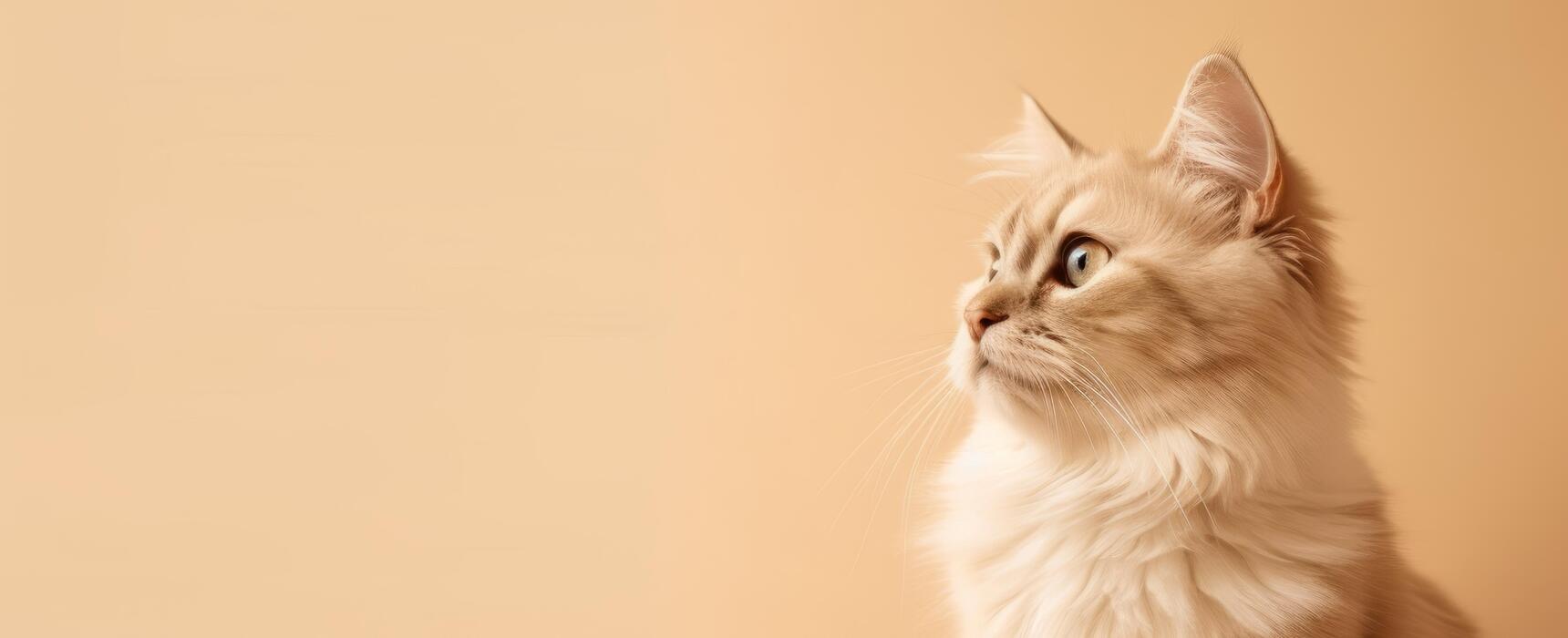 Cat Background Stock Photos, Images and Backgrounds for Free Download