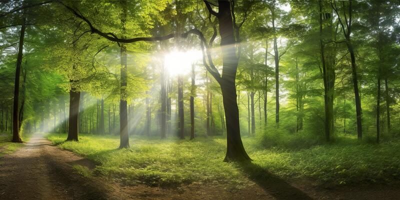 Spring Forest Stock Photos, Images and Backgrounds for Free Download