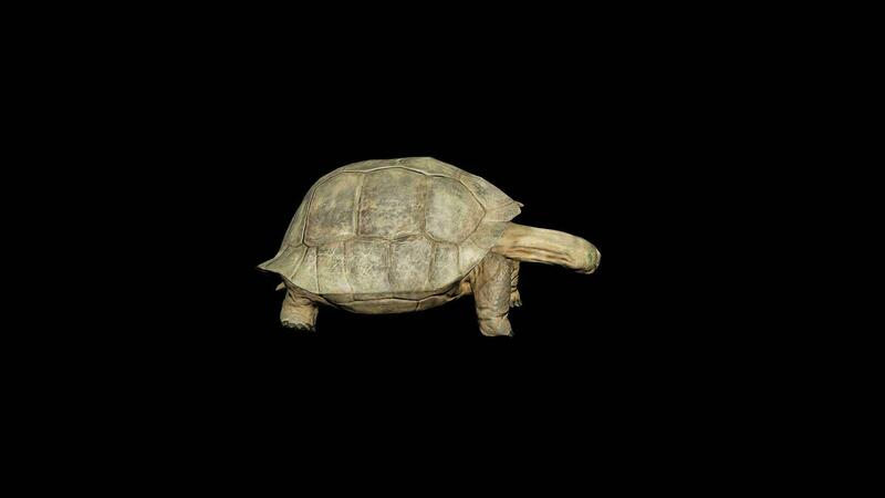 Turtle Idle Animation 31689188 Stock Video at Vecteezy