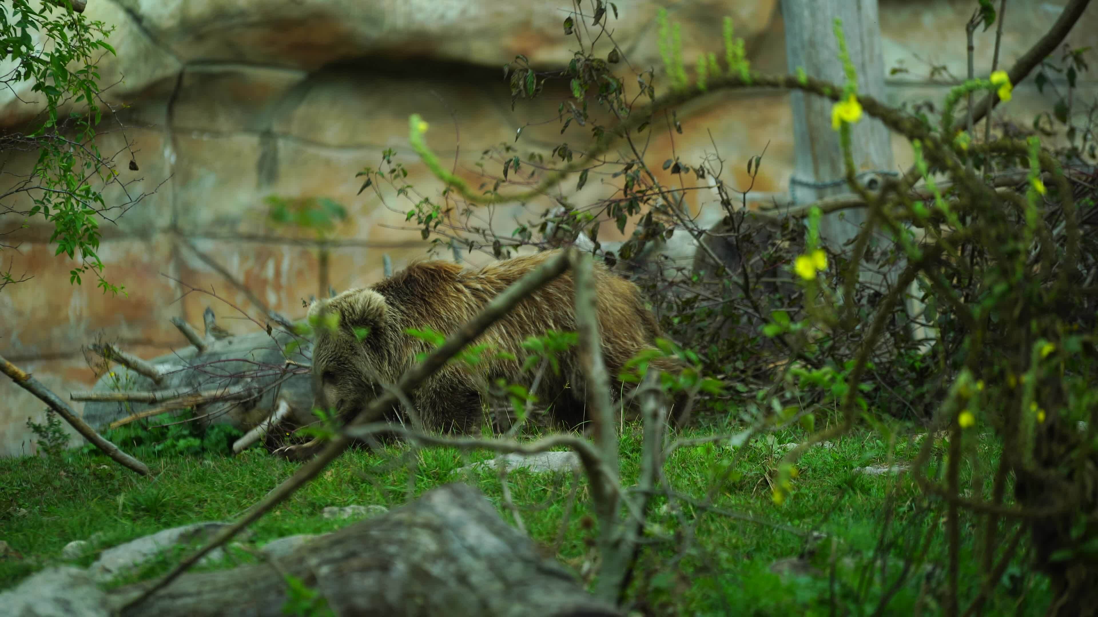 Himalayan Brown Bear In Zoo 31709277 Stock Video At Vecteezy himalayan-brown-bear-in-zoo-31709277-stock-video-at-vecteezy