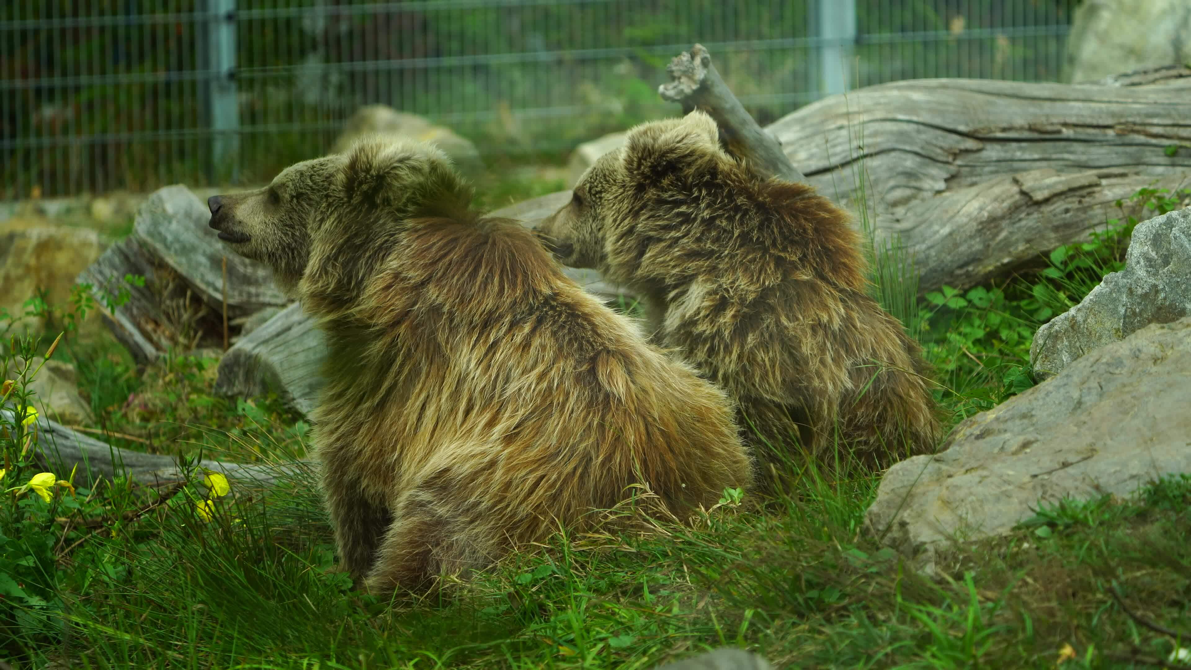 Himalayan Brown Bear In Zoo 31709286 Stock Video At Vecteezy himalayan-brown-bear-in-zoo-31709286-stock-video-at-vecteezy