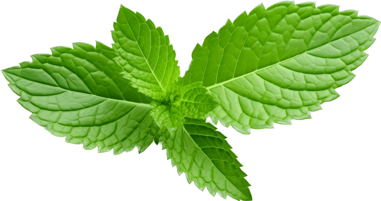Mint Leaf PNGs for Free Download