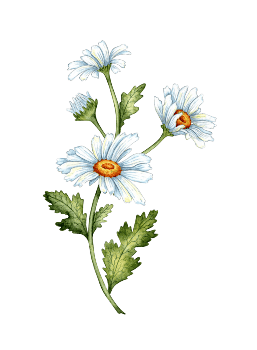 Daisy Drawing PNGs for Free Download