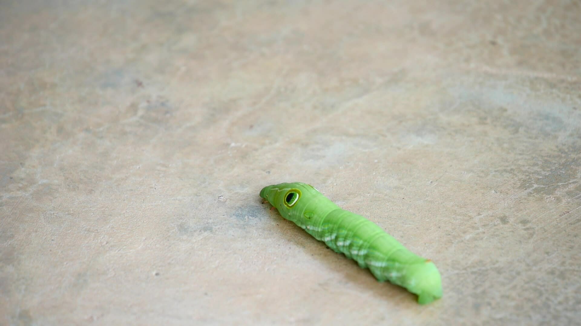 Close up green worm or Daphnis neri worm, baby green worm have a horn on the floor, Animal ...
