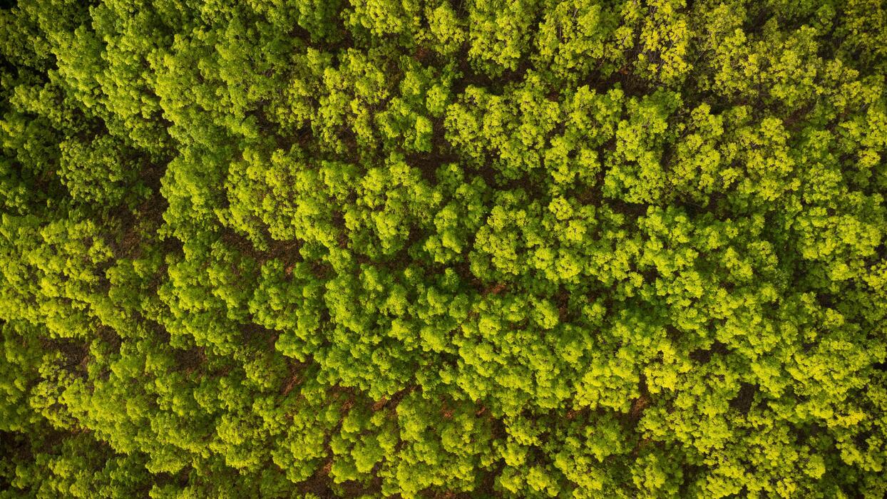 Aerial View Trees Stock Photos, Images and Backgrounds for Free Download