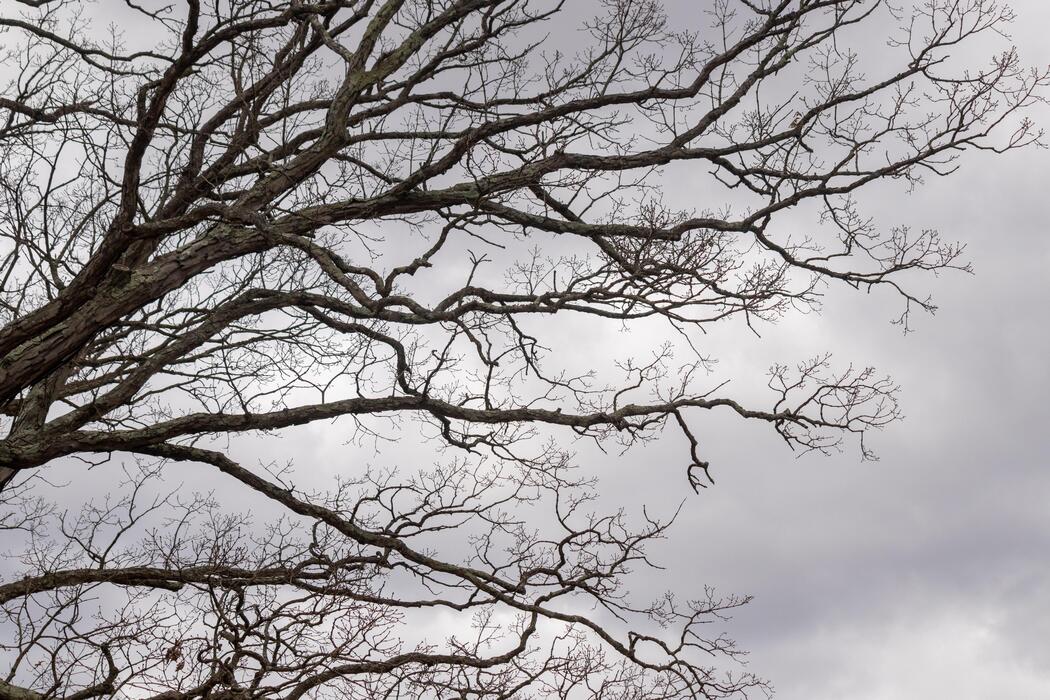 Tree With Branches Stock Photos, Images and Backgrounds for Free Download