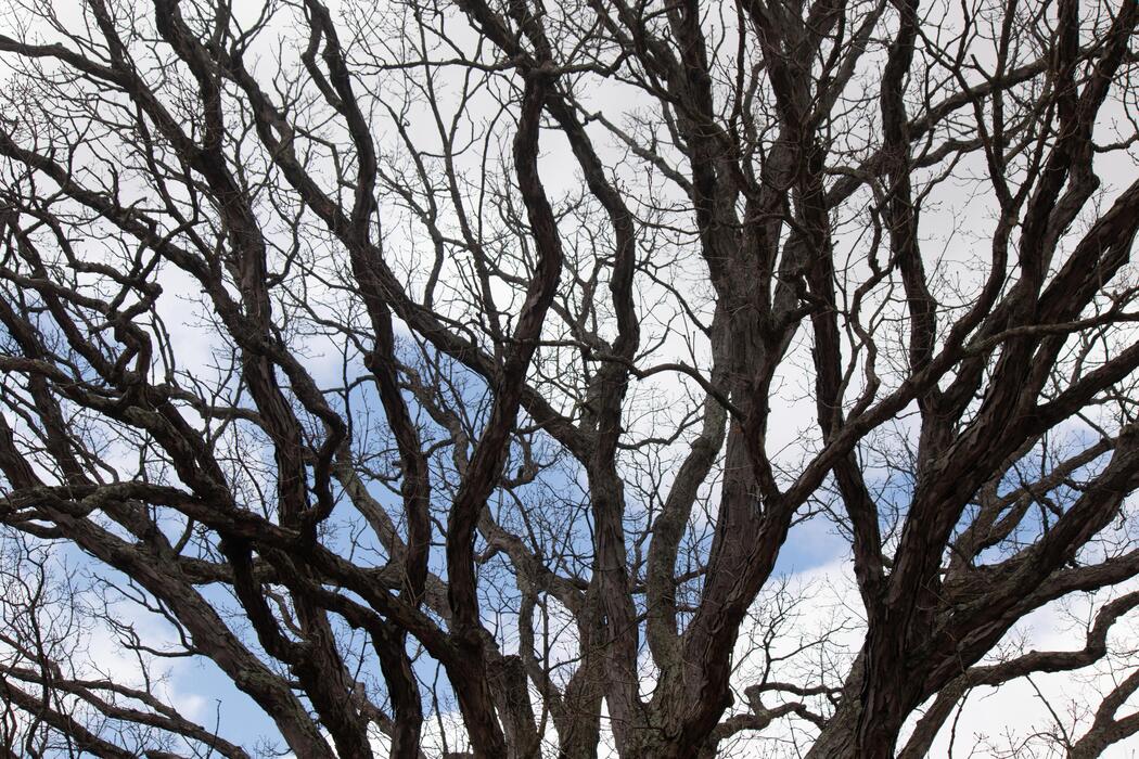 Tree With Branches Stock Photos, Images and Backgrounds for Free Download