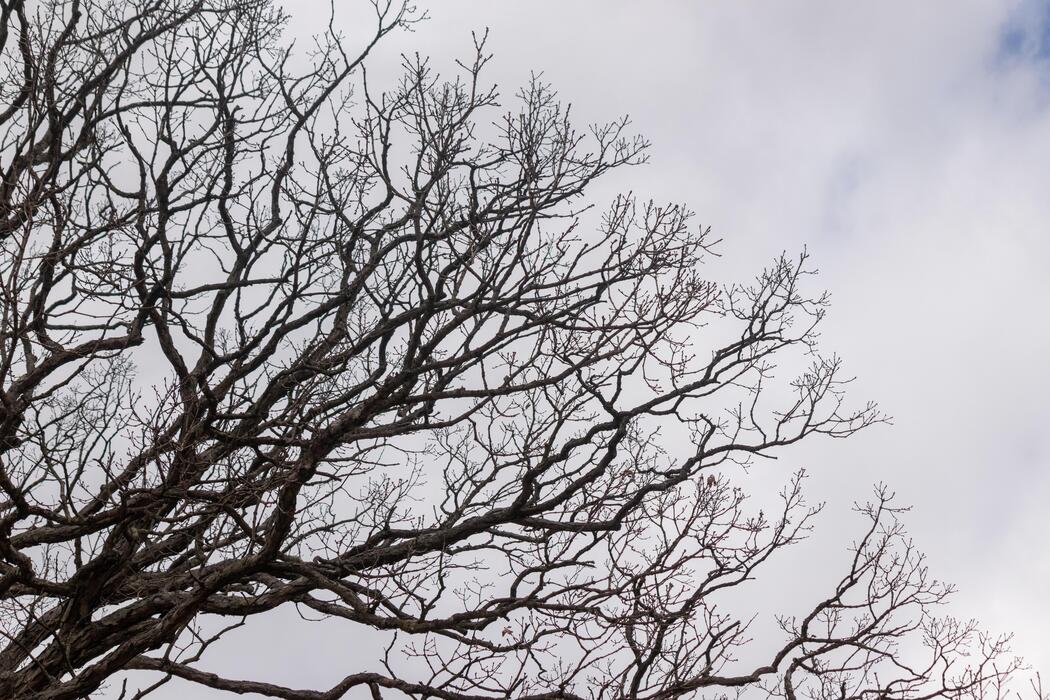 Tree With Branches Stock Photos, Images and Backgrounds for Free Download