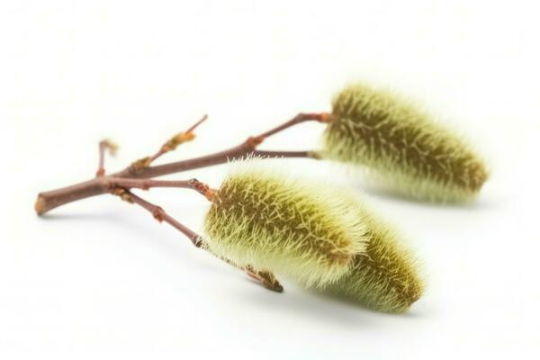 Catkin Stock Photos, Images and Backgrounds for Free Download