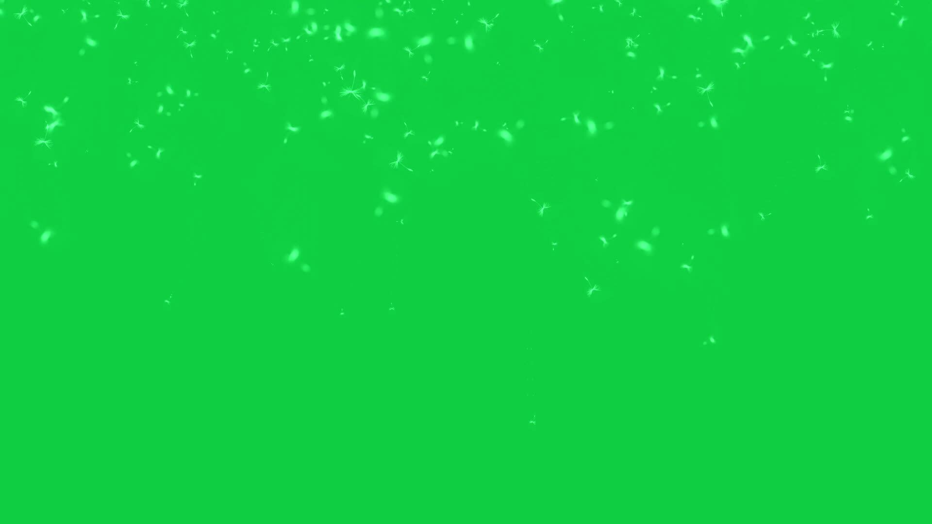 Blurry Dandelion particle falling animation overlay effect isolated on green screen background ...