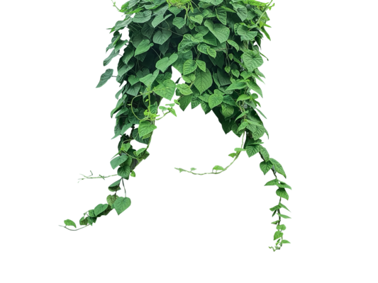 Hanging Plant Pngs For Free Download
