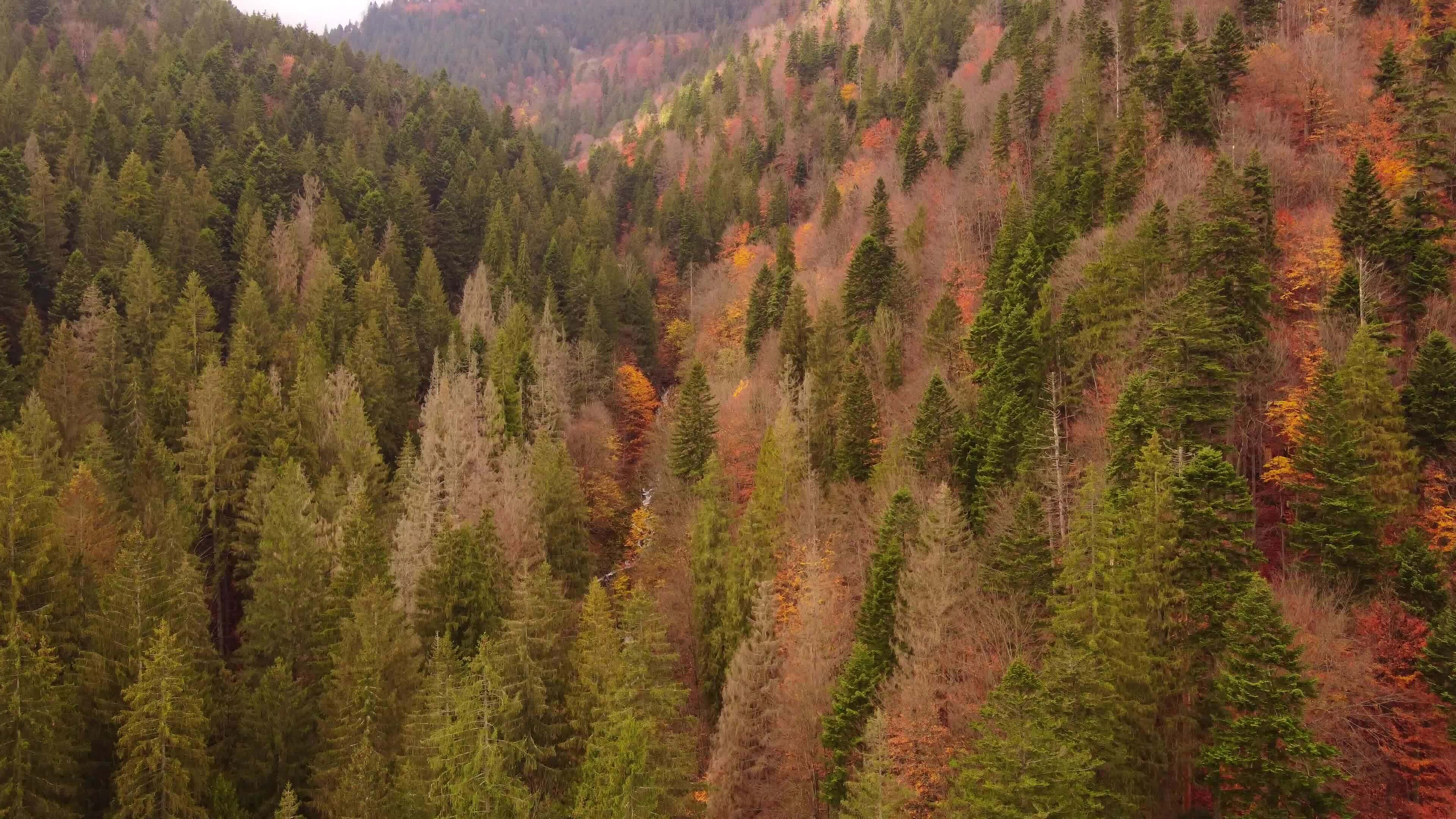 Haut vue de le l'automne forêt dans le montagnes. vol plus de une ...