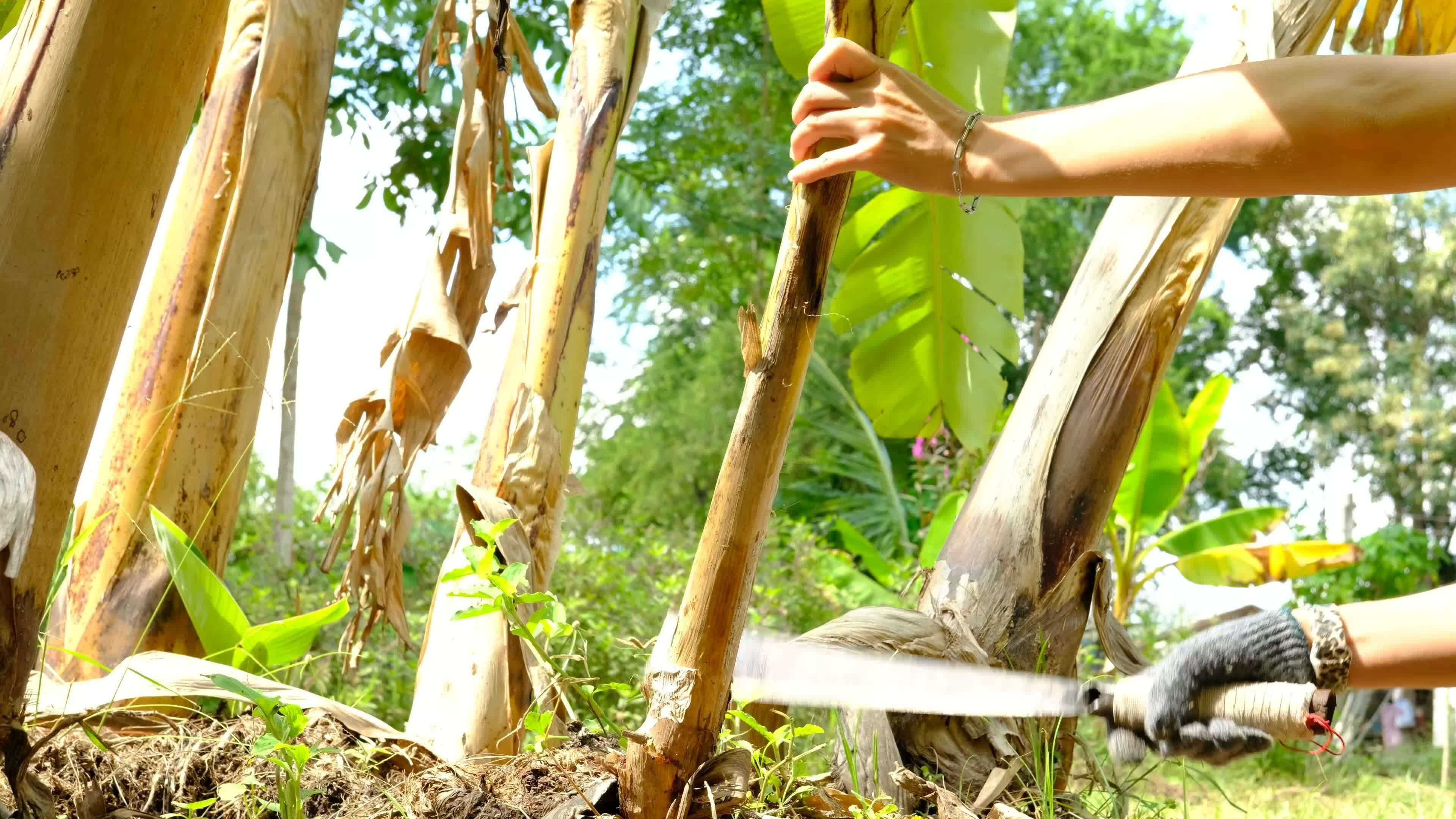 Farmers use knives to finely chop banana trees. to be used to make food for animals 34634635 ...