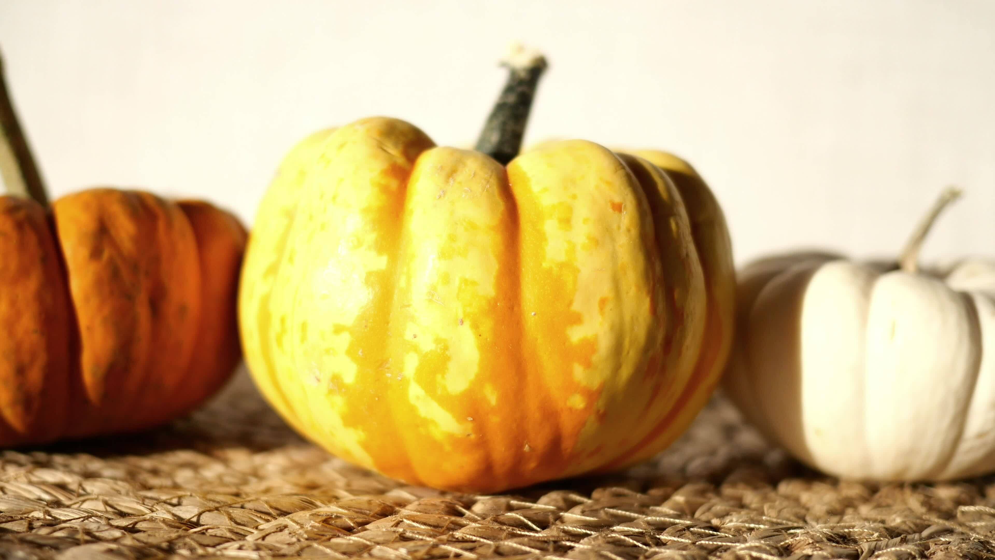 Different Types Of Mini Pumpkins Color Background 34700671 Stock Video different-types-of-mini-pumpkins-color-background-34700671-stock-video