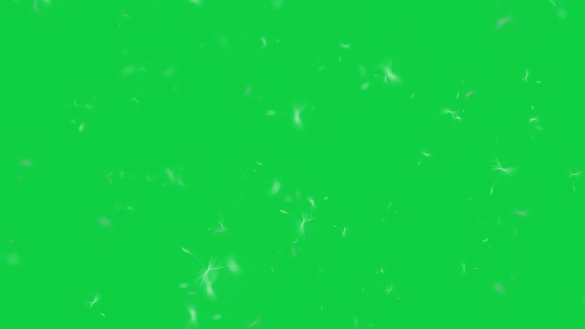 Blur defocus dandelion seeds particle flying, floating in the Air animation overlay effect ...