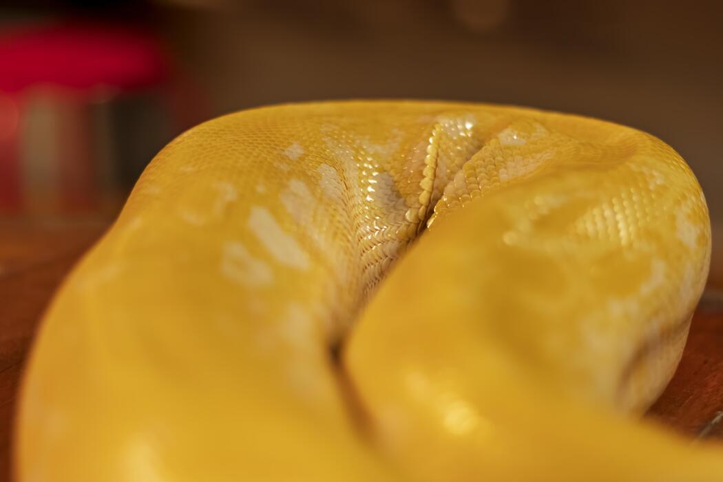 Page 2 | Python Stock Photos, Images and Backgrounds for Free Download