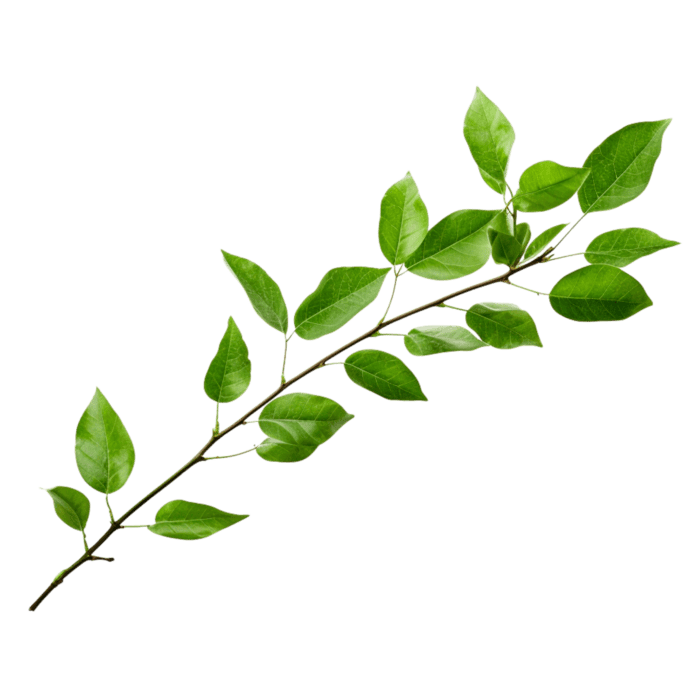 Green Leaves Branch PNGs for Free Download