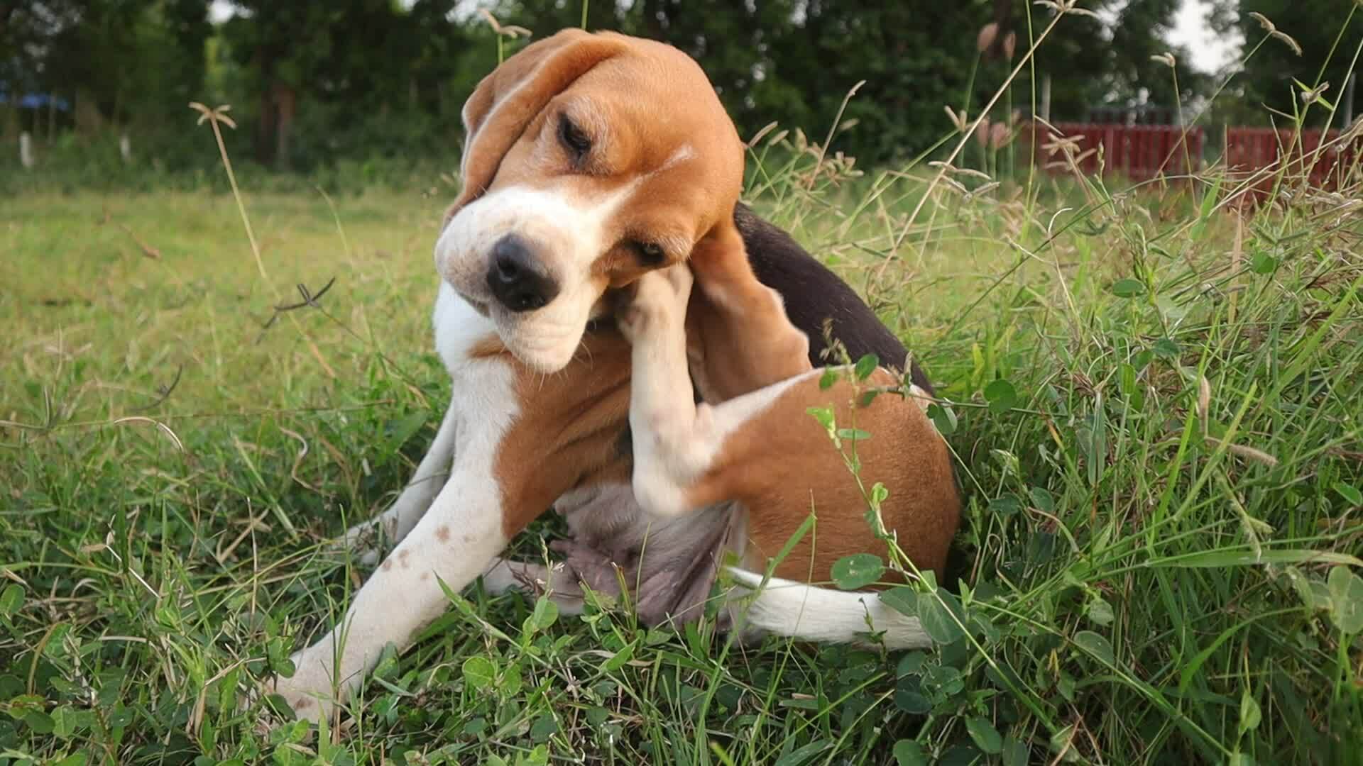 An adorable beagle dog scratching body outdoor on the grass field. 34922491 Stock Video at Vecteezy