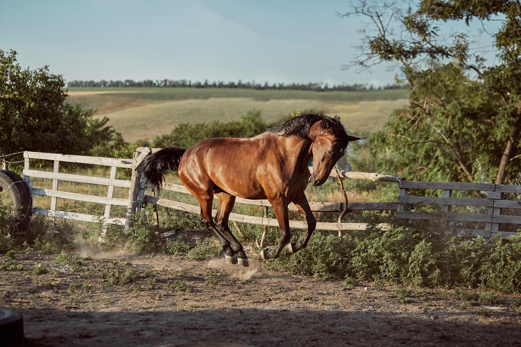 Running Horse Stock Photos, Images and Backgrounds for Free Download