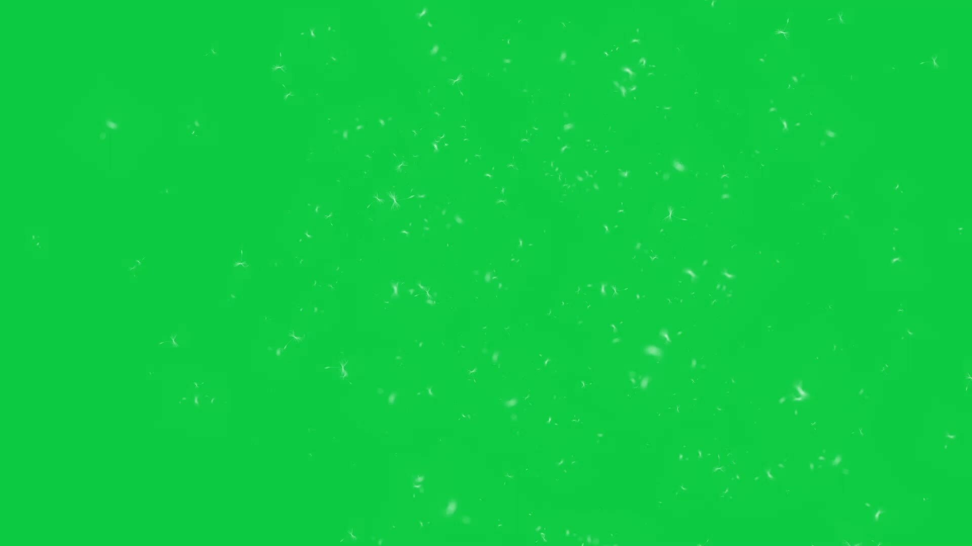 Dandelion seeds pollen flying around particle animation blurry effect on green screen background ...
