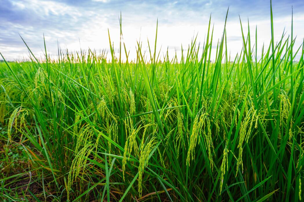 Rice Filed Stock Photos, Images and Backgrounds for Free Download