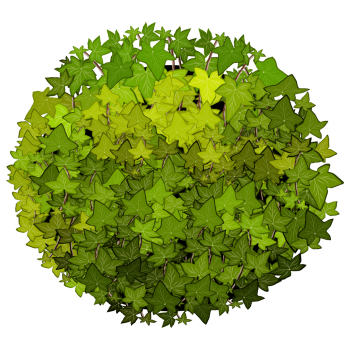 Tree Plan PNGs for Free Download