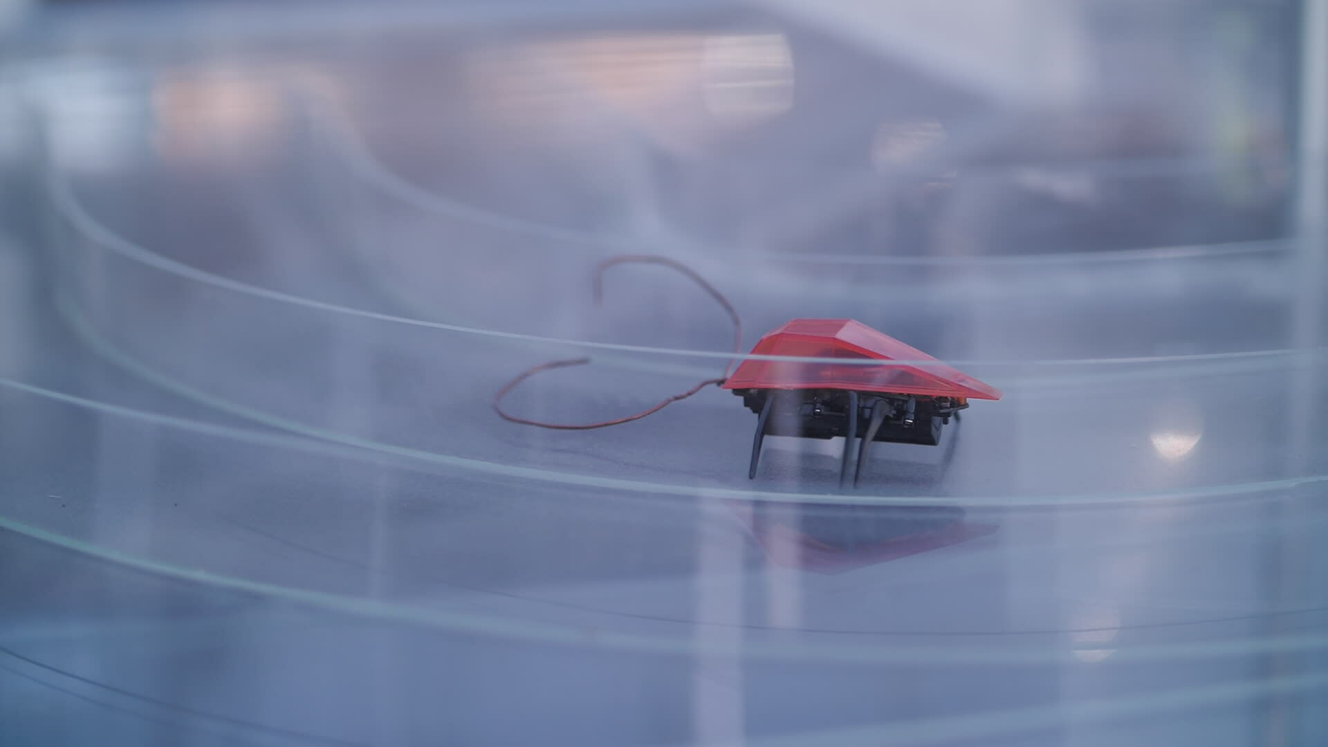 A Remote Controlled Robotic Bug Blinks While Standing In A Maze