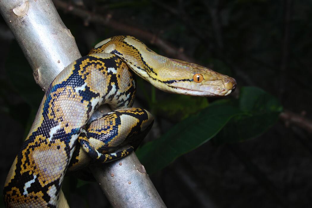 Python Snake Stock Photos, Images and Backgrounds for Free Download