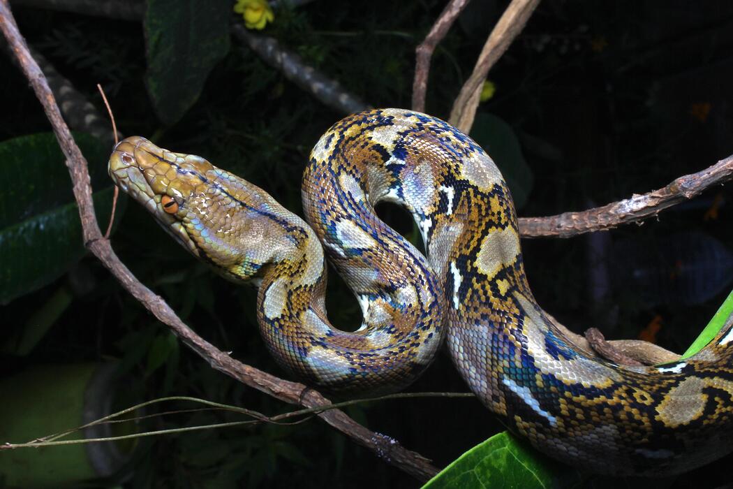 Python Snake Stock Photos, Images and Backgrounds for Free Download