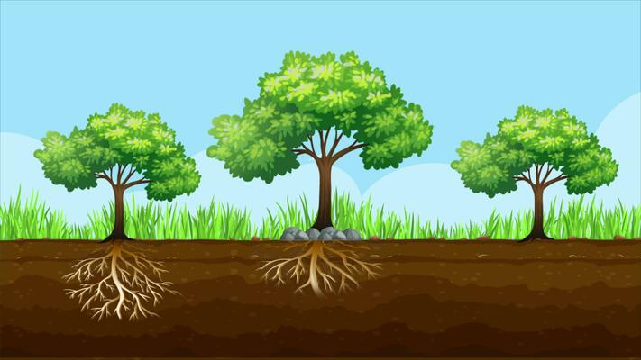 Growing Tree Animation Stock Video Footage for Free Download