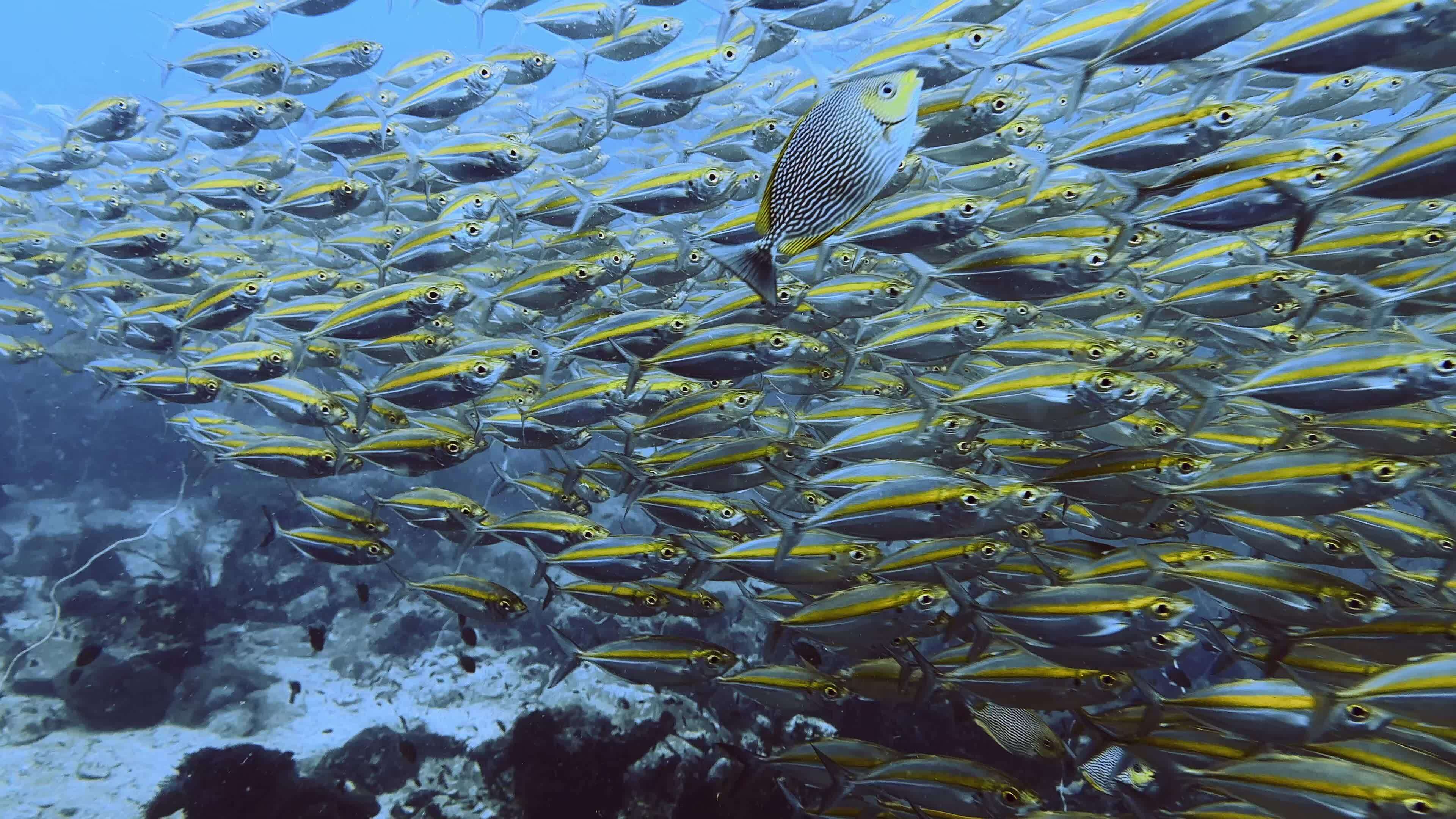 close up yellow fish swarm 4K pacific 35729726 Stock Video at Vecteezy